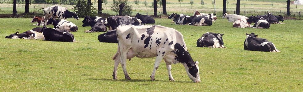 Steekproef en representativiteit melkveebedrijven in het LMM - LMM